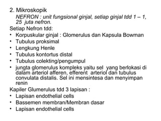 Anatomi PERKEMIHAN[elajarannnnnflklklklf.ppt