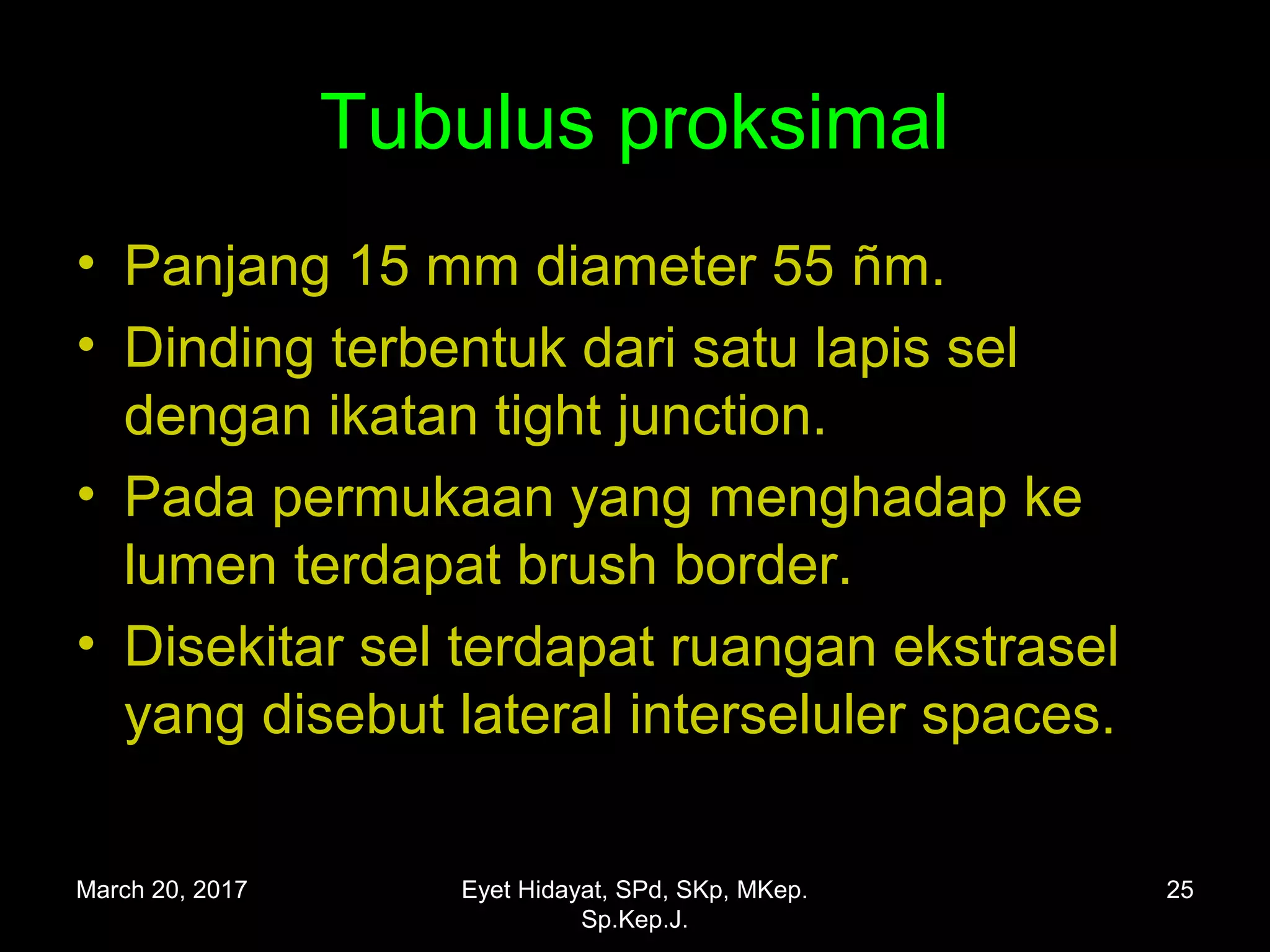 Anatomi Perkemihan | PPT