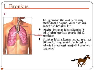 Anatomi Fisiologi Sistem Pernafasan manusia | PPT