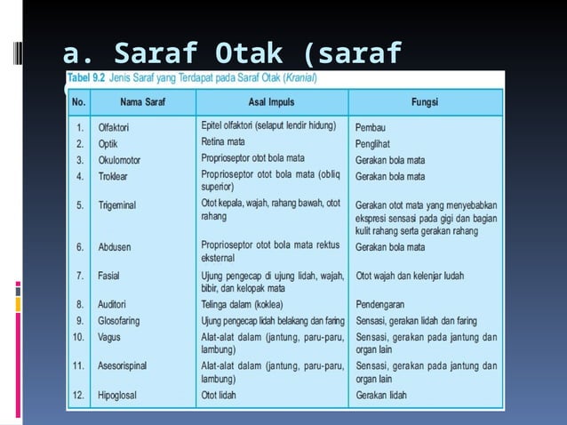Anatomi fisiologi persarafan tubuh manusia.ppt