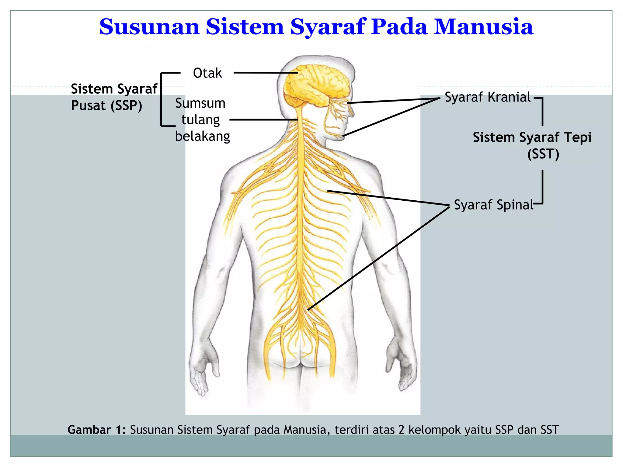 Anatomi persyarafan | PPT