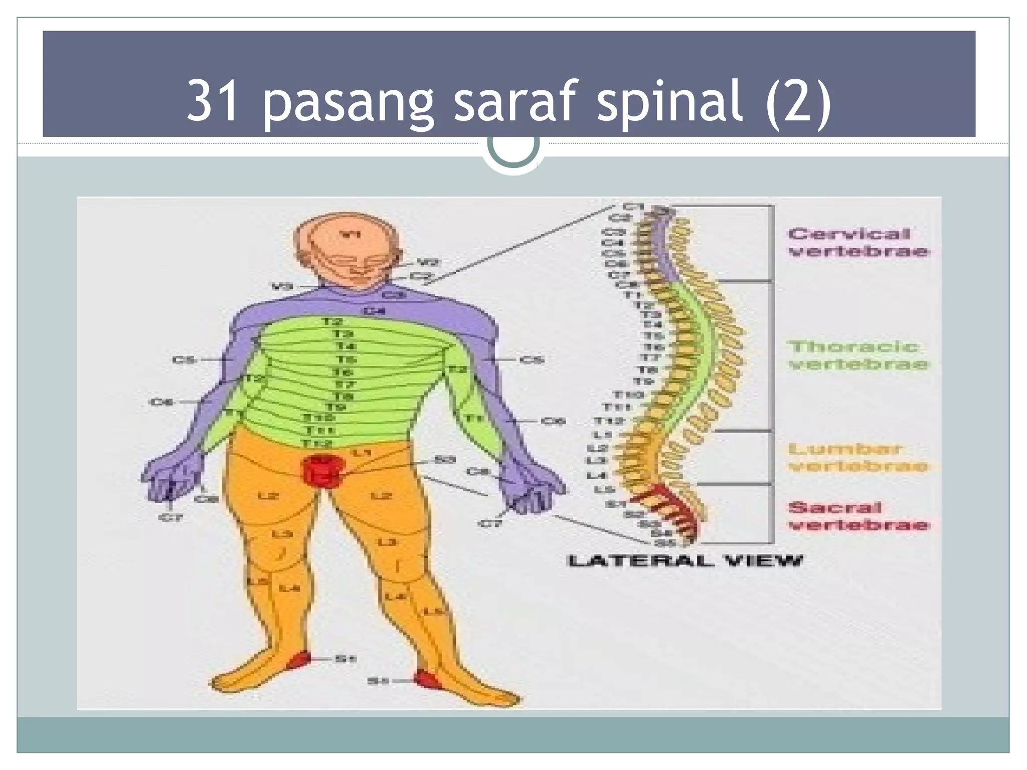 Anatomi persyarafan | PPT