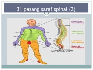 Anatomi persyarafan | PPT