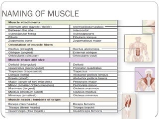 Anatomi Regio Badan, Sistem Muskuloskeletal, Sistem Integumen ( dr ...