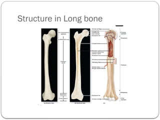 Anatomi Regio Badan, Sistem Muskuloskeletal, Sistem Integumen ( dr ...