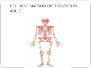 Anatomi Regio Badan, Sistem Muskuloskeletal, Sistem Integumen ( dr ...