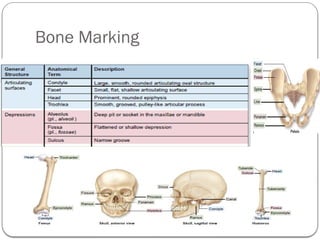 Anatomi Regio Badan, Sistem Muskuloskeletal, Sistem Integumen ( dr ...