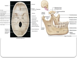 Anatomi Regio Badan, Sistem Muskuloskeletal, Sistem Integumen ( dr ...