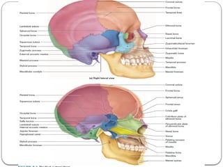 Anatomi Regio Badan, Sistem Muskuloskeletal, Sistem Integumen ( dr ...
