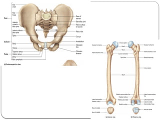 Anatomi Regio Badan, Sistem Muskuloskeletal, Sistem Integumen ( dr ...