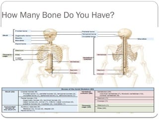 Anatomi Regio Badan, Sistem Muskuloskeletal, Sistem Integumen ( dr ...