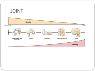Anatomi Regio Badan, Sistem Muskuloskeletal, Sistem Integumen ( dr ...