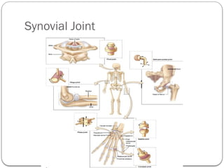 Anatomi Regio Badan, Sistem Muskuloskeletal, Sistem Integumen ( dr ...