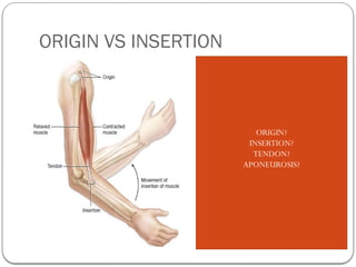 Anatomi Regio Badan, Sistem Muskuloskeletal, Sistem Integumen ( dr ...