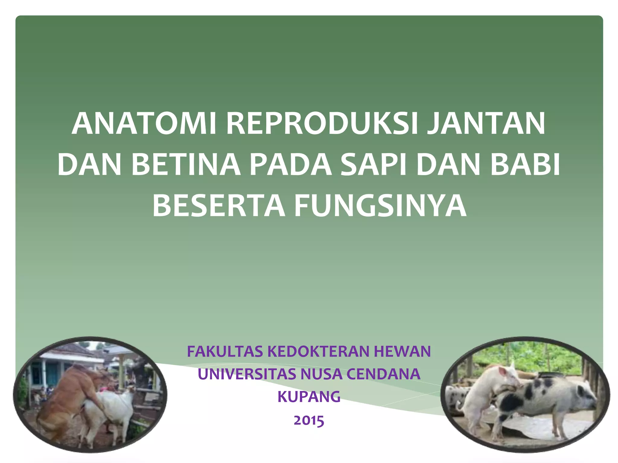 Anatomi reproduksi jantan dan betina pada sapi dan babi | PPTX