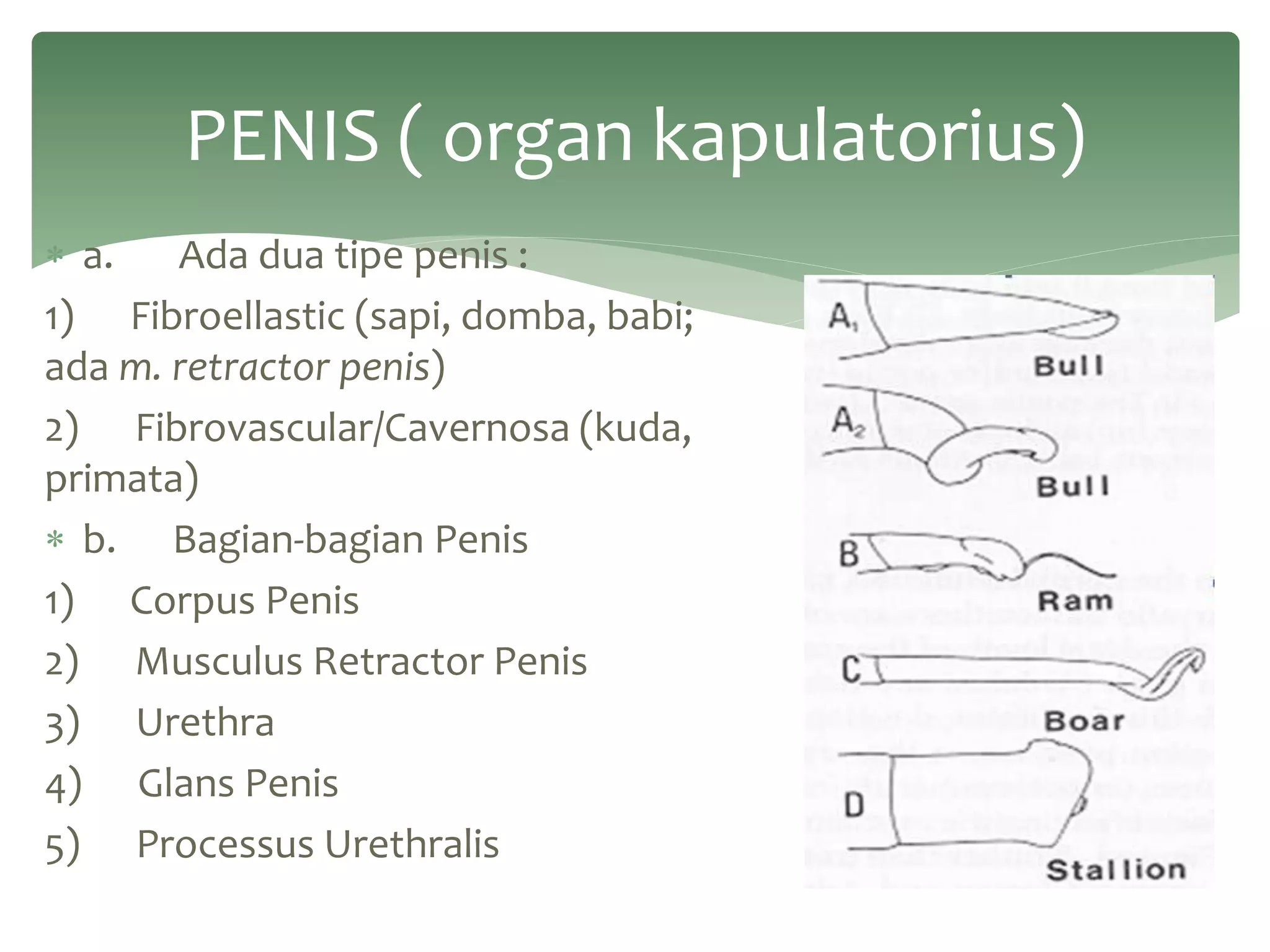 Anatomi reproduksi jantan dan betina pada sapi dan babi | PPTX