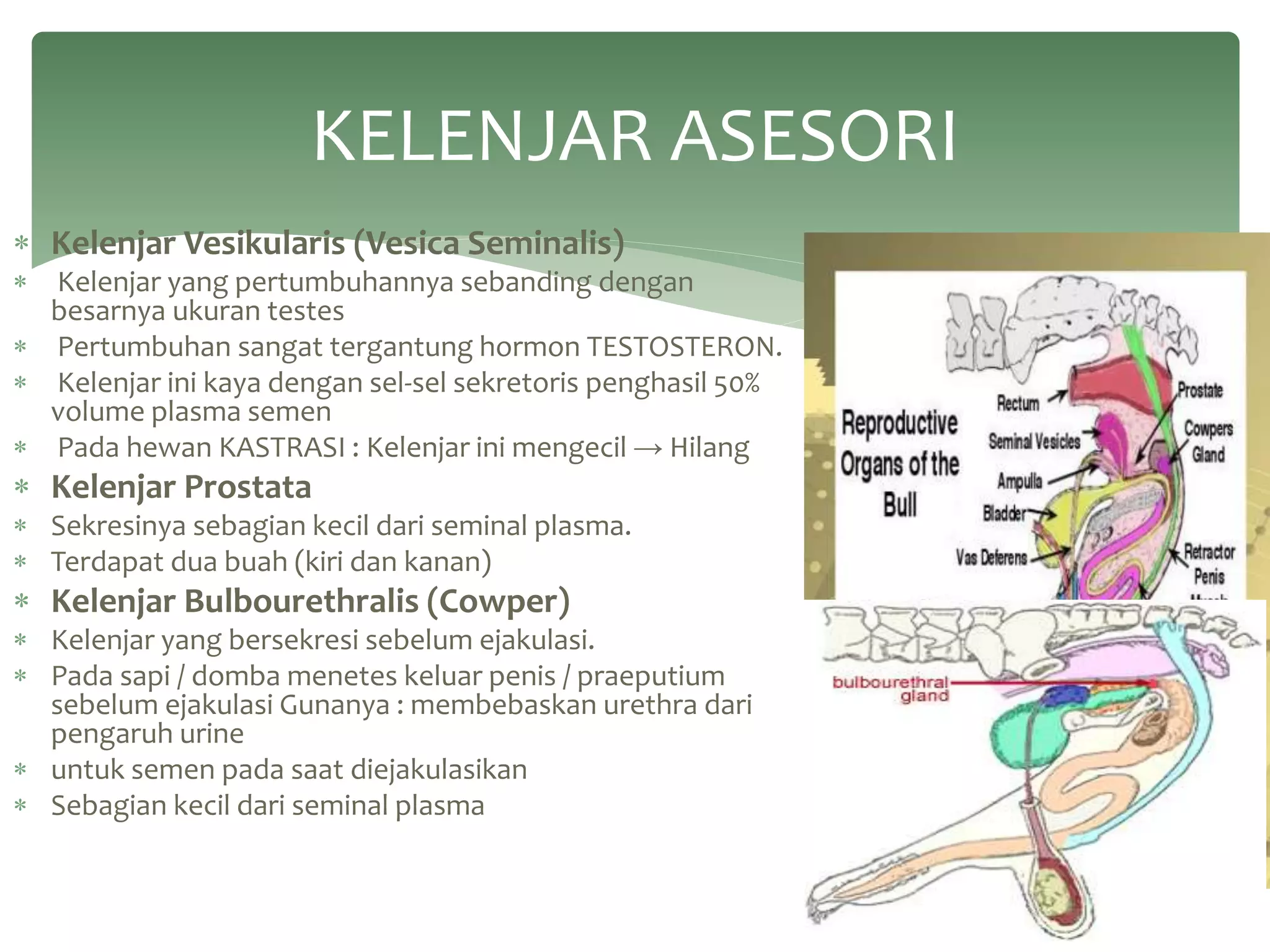 Anatomi reproduksi jantan dan betina pada sapi dan babi | PPTX