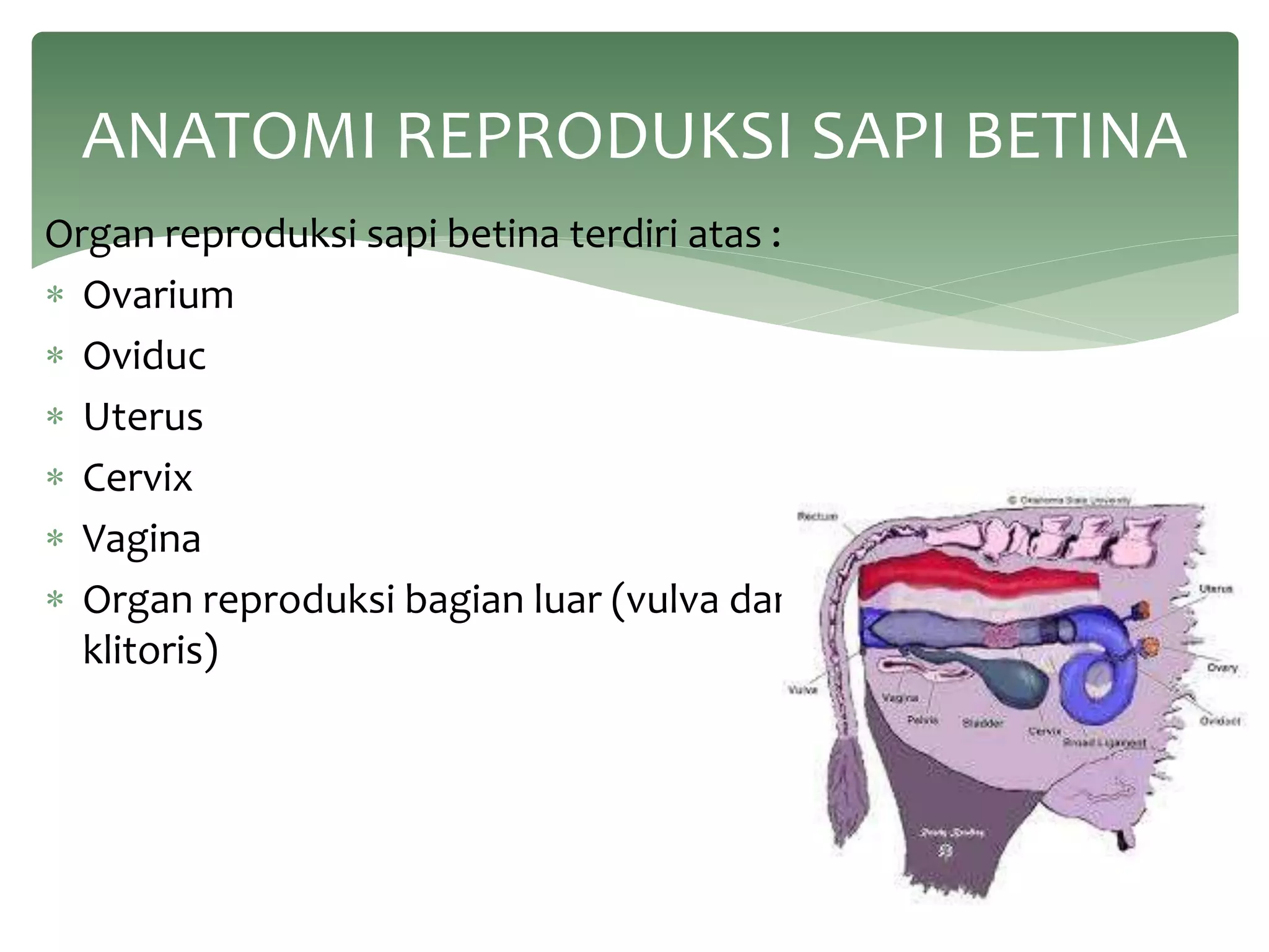 Anatomi reproduksi jantan dan betina pada sapi dan babi | PPTX