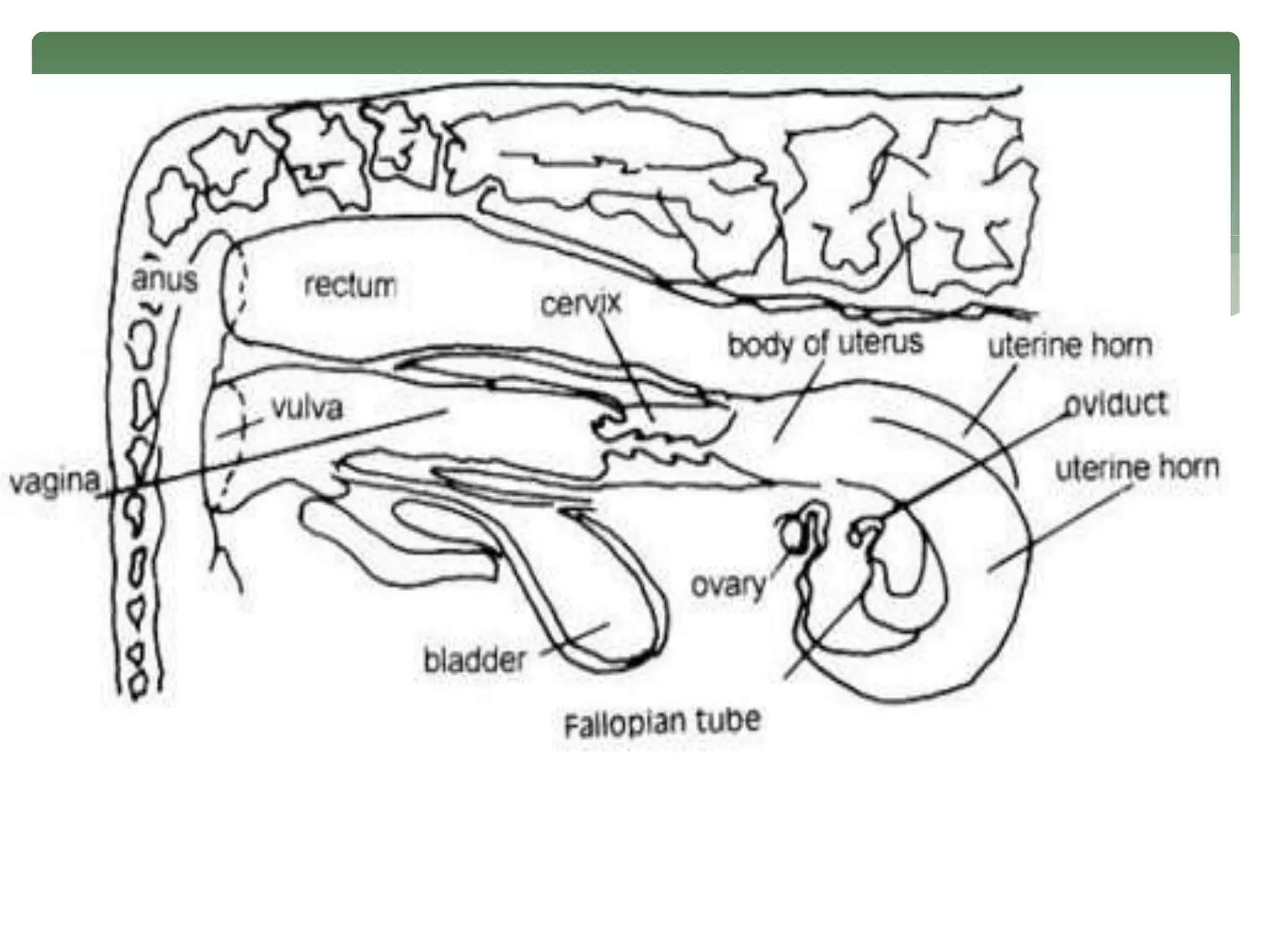 Anatomi reproduksi jantan dan betina pada sapi dan babi | PPTX