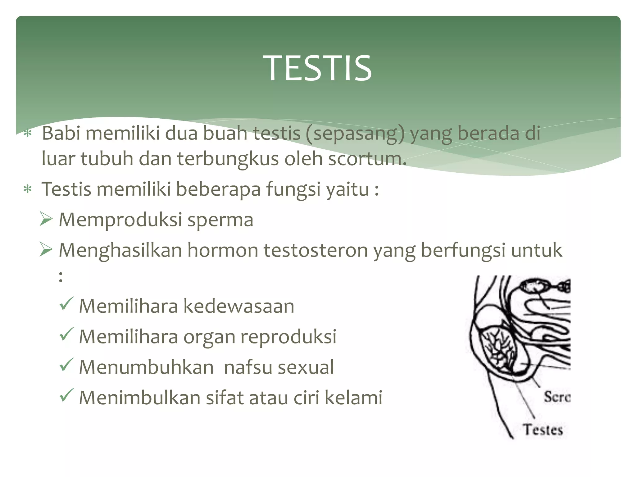 Anatomi reproduksi jantan dan betina pada sapi dan babi | PPTX