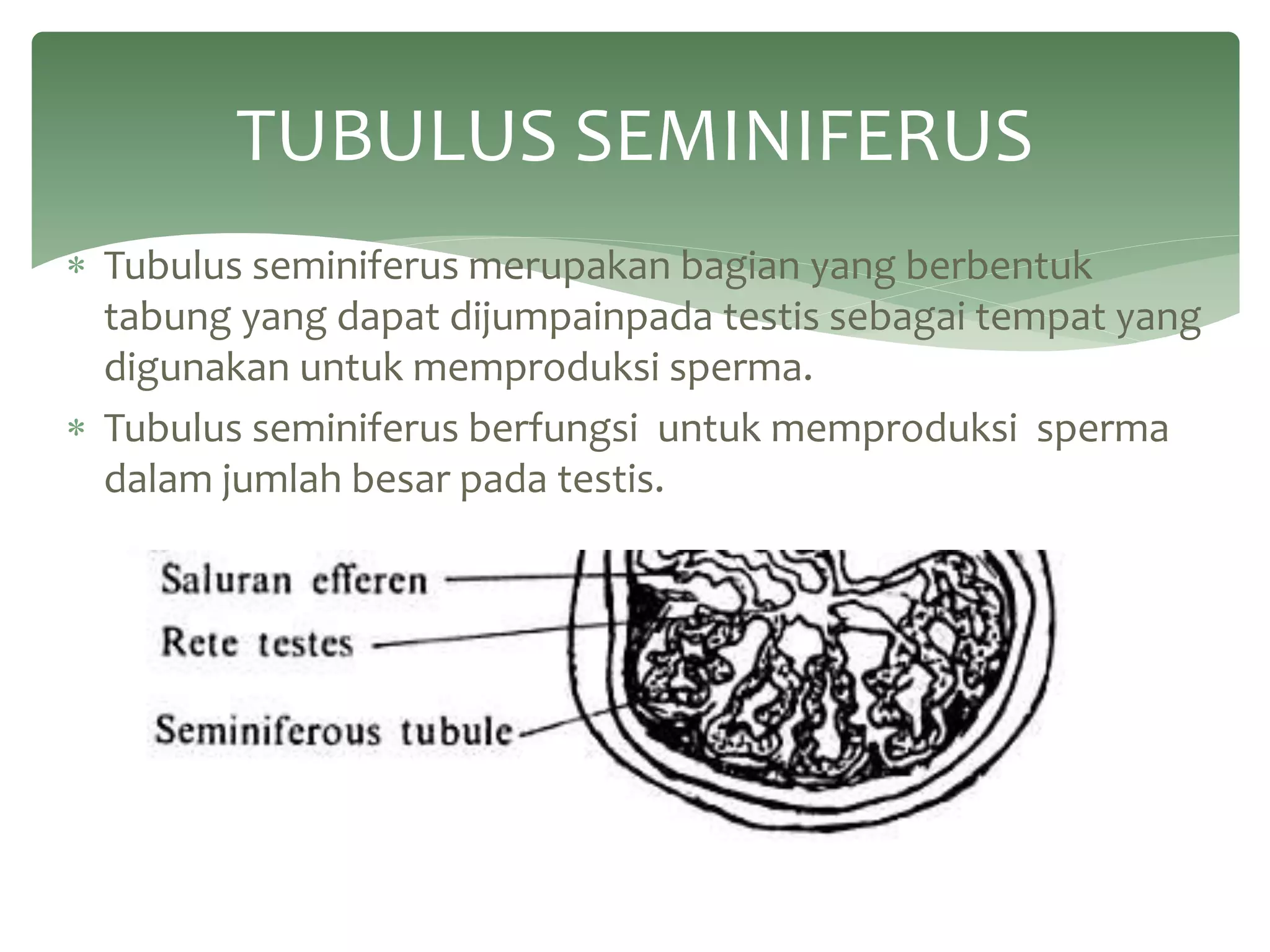 Anatomi reproduksi jantan dan betina pada sapi dan babi | PPTX