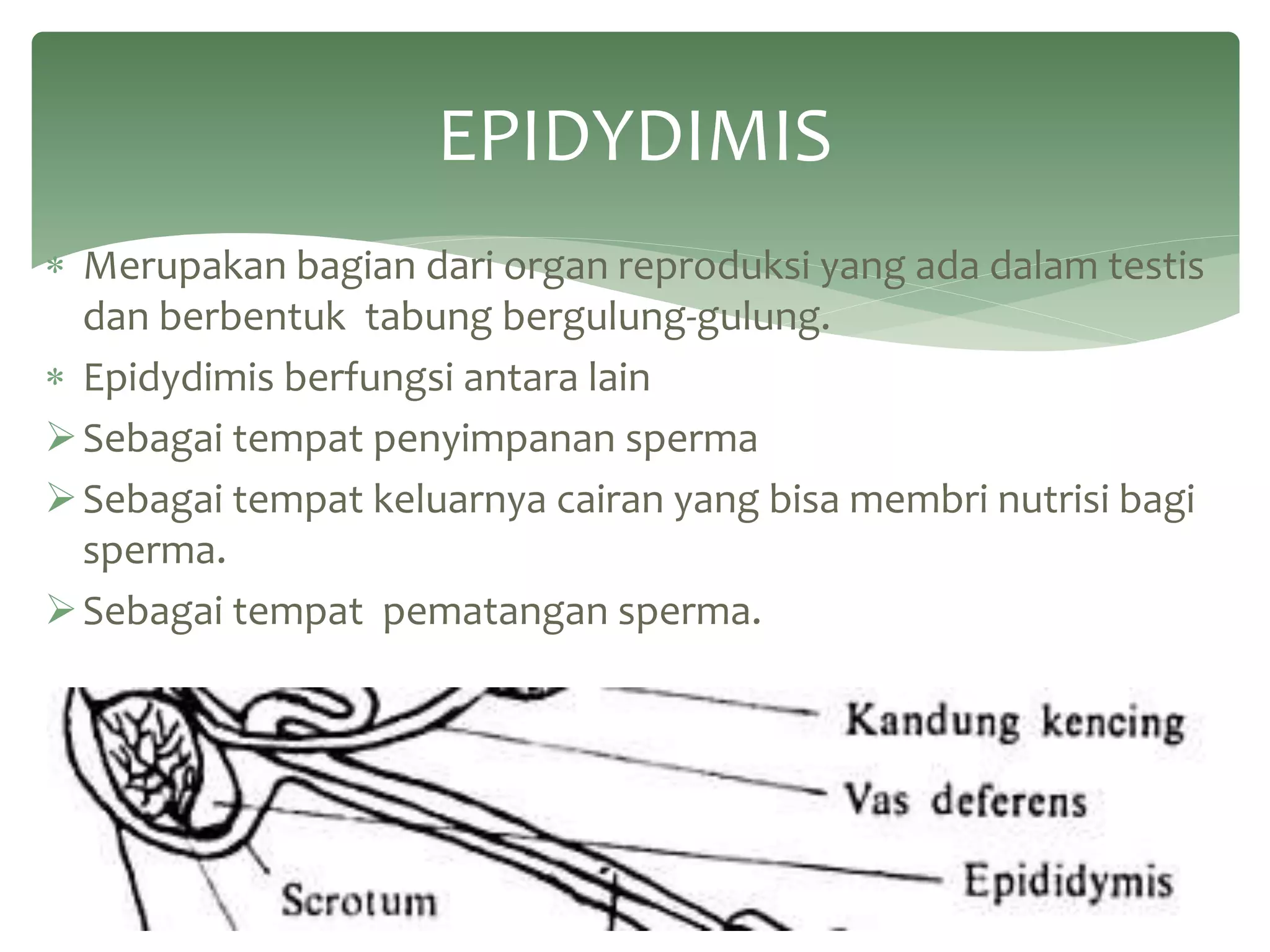 Anatomi reproduksi jantan dan betina pada sapi dan babi | PPTX