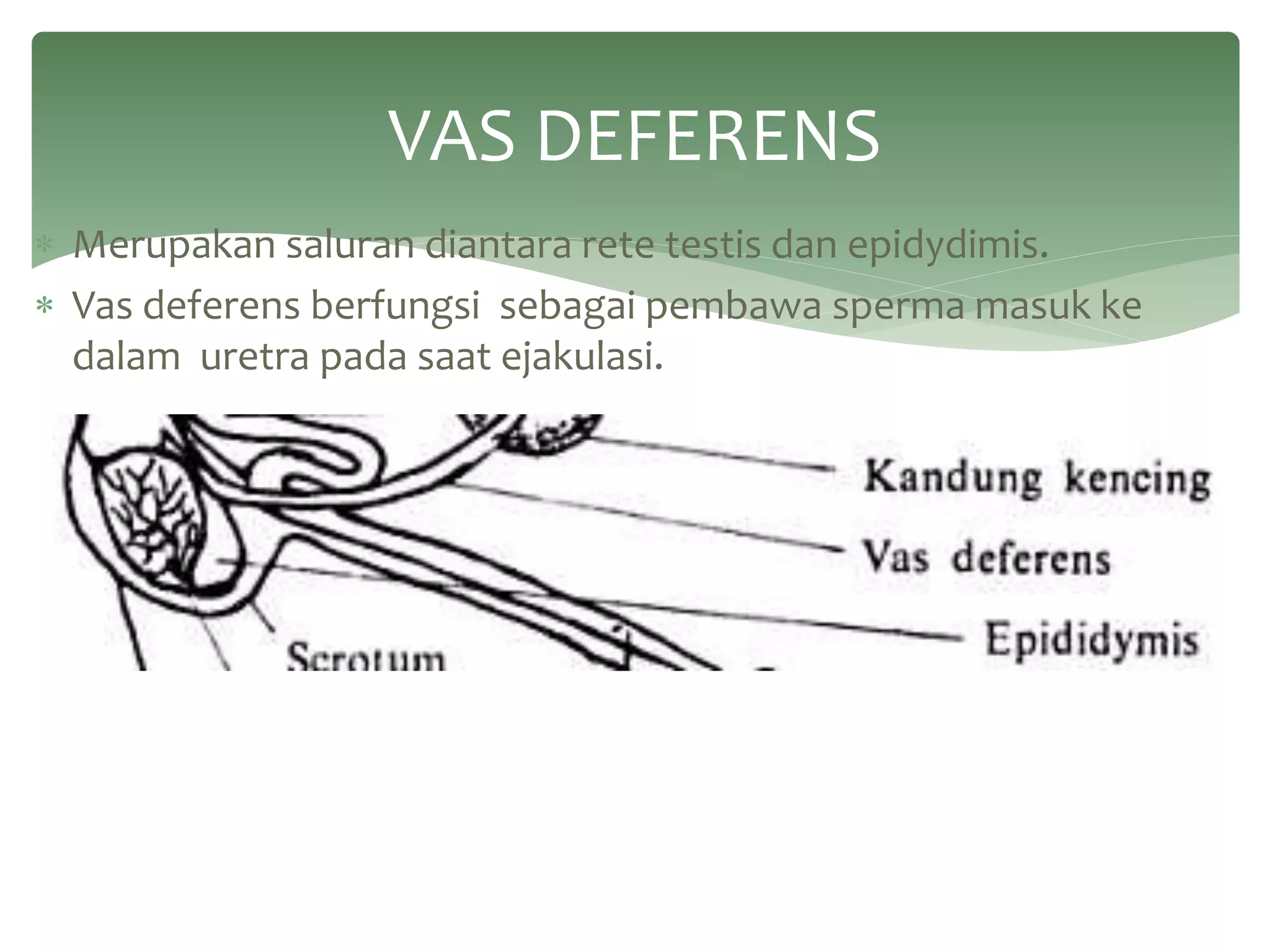 Anatomi reproduksi jantan dan betina pada sapi dan babi | PPTX