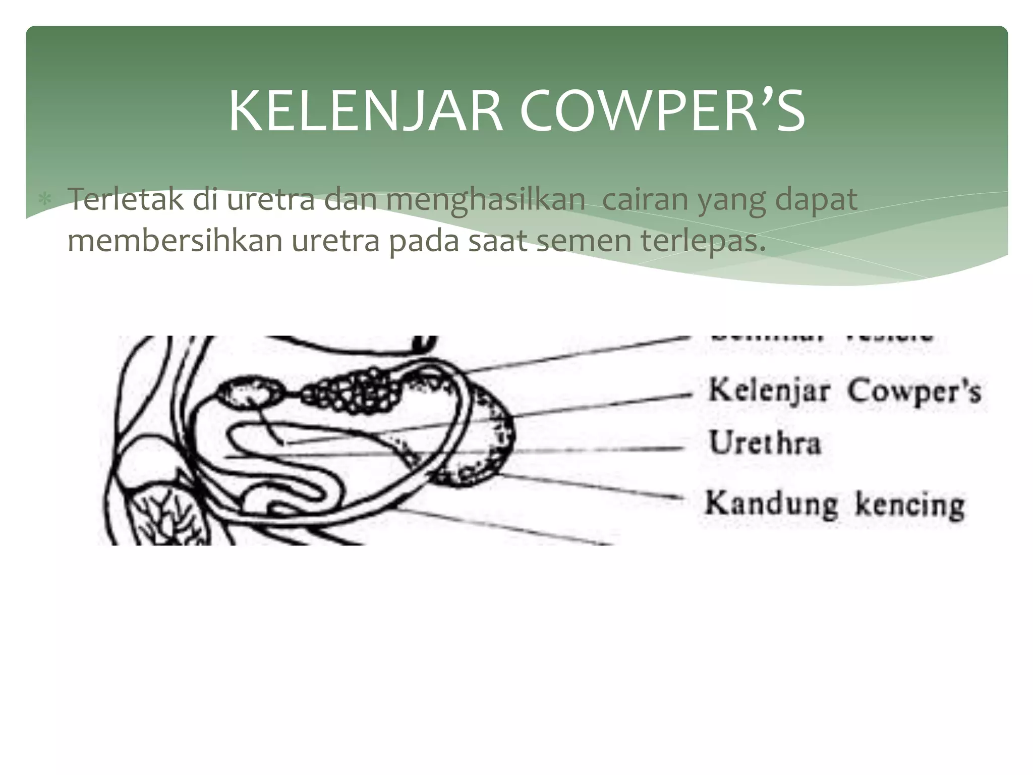 Anatomi reproduksi jantan dan betina pada sapi dan babi | PPTX