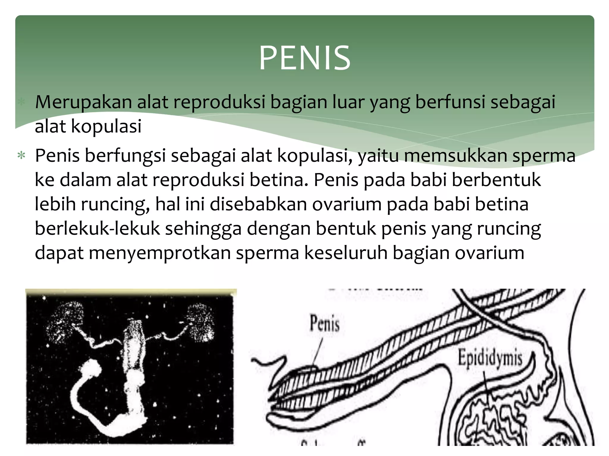 Anatomi reproduksi jantan dan betina pada sapi dan babi | PPTX