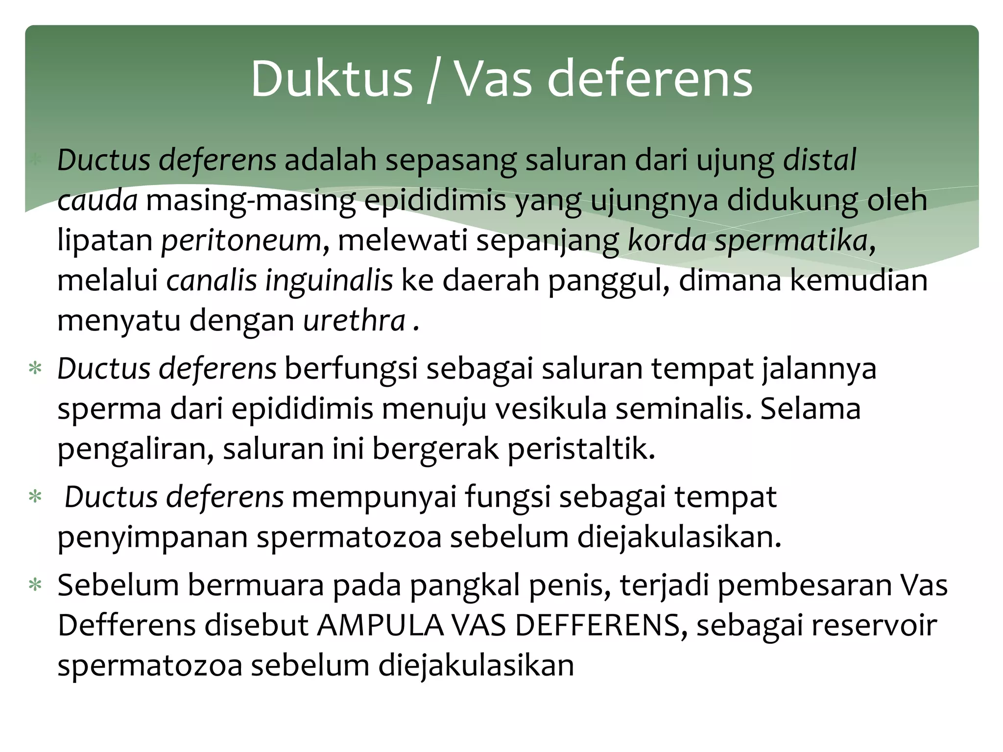Anatomi reproduksi jantan dan betina pada sapi dan babi | PPTX