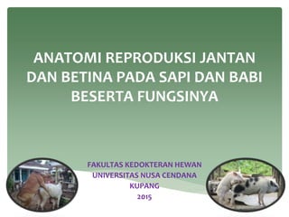 Anatomi reproduksi jantan dan betina pada sapi dan babi | PPTX