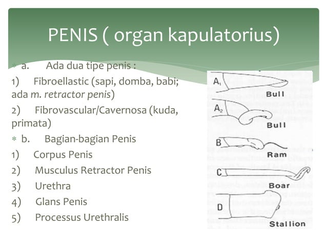 Anatomi reproduksi jantan dan betina pada sapi dan babi | PPTX