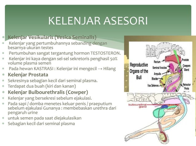 Anatomi reproduksi jantan dan betina pada sapi dan babi | PPTX