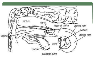 Anatomi reproduksi jantan dan betina pada sapi dan babi | PPTX