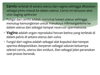 Anatomi reproduksi jantan dan betina pada sapi dan babi | PPTX