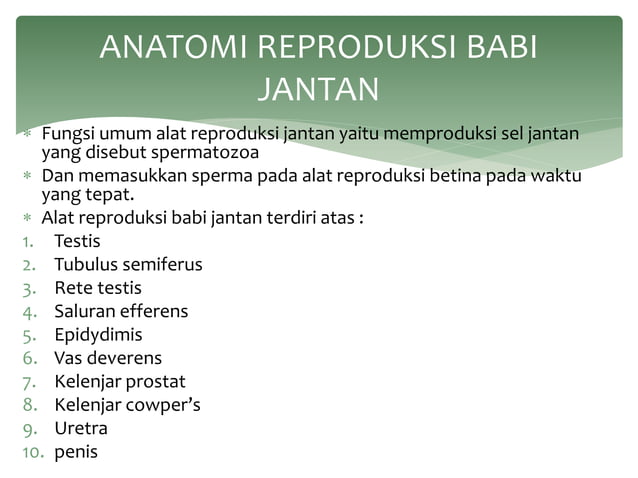 Anatomi reproduksi jantan dan betina pada sapi dan babi | PPTX