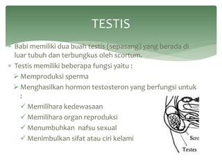 Anatomi reproduksi jantan dan betina pada sapi dan babi | PPTX