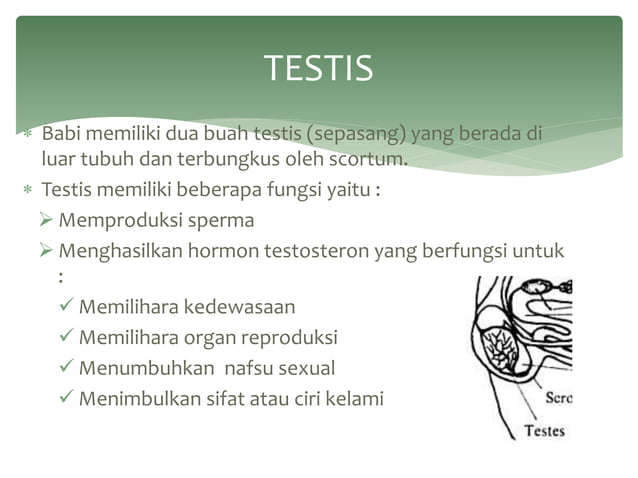 Anatomi reproduksi jantan dan betina pada sapi dan babi | PPTX
