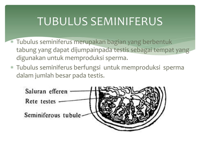 Anatomi reproduksi jantan dan betina pada sapi dan babi | PPTX