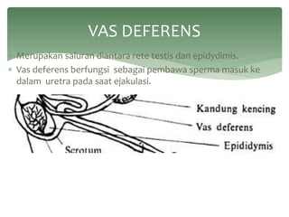 Anatomi reproduksi jantan dan betina pada sapi dan babi | PPTX