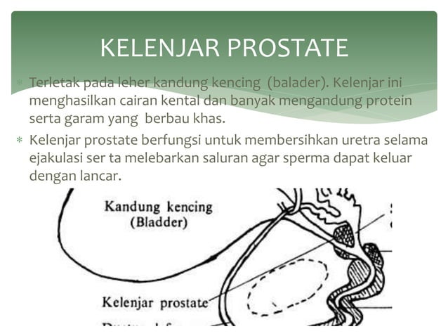 Anatomi reproduksi jantan dan betina pada sapi dan babi | PPTX