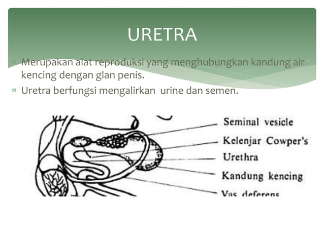 Anatomi reproduksi jantan dan betina pada sapi dan babi | PPTX