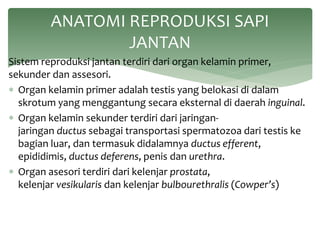 Anatomi reproduksi jantan dan betina pada sapi dan babi | PPTX