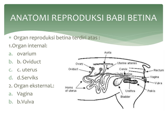 Anatomi reproduksi jantan dan betina pada sapi dan babi | PPTX