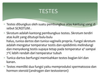 Anatomi reproduksi jantan dan betina pada sapi dan babi | PPTX