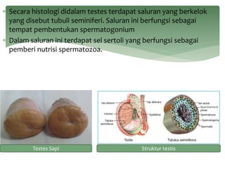 Anatomi reproduksi jantan dan betina pada sapi dan babi | PPTX