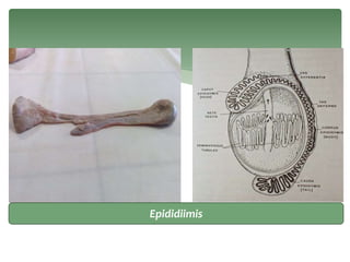 Anatomi reproduksi jantan dan betina pada sapi dan babi | PPTX