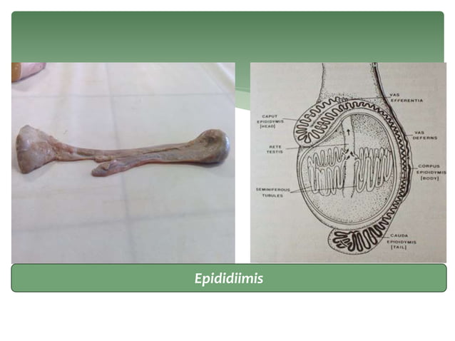 Anatomi reproduksi jantan dan betina pada sapi dan babi | PPTX