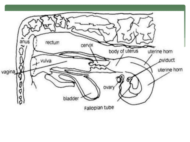 Anatomi reproduksi jantan dan betina pada sapi dan babi