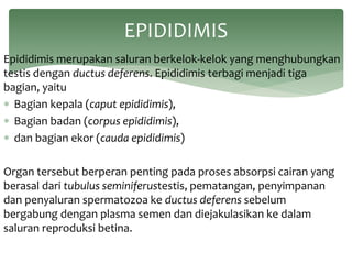 Anatomi reproduksi jantan dan betina pada sapi dan babi | PPT